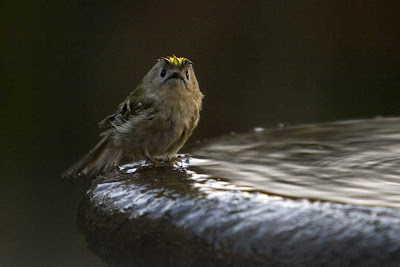 iwings: golden crested wren