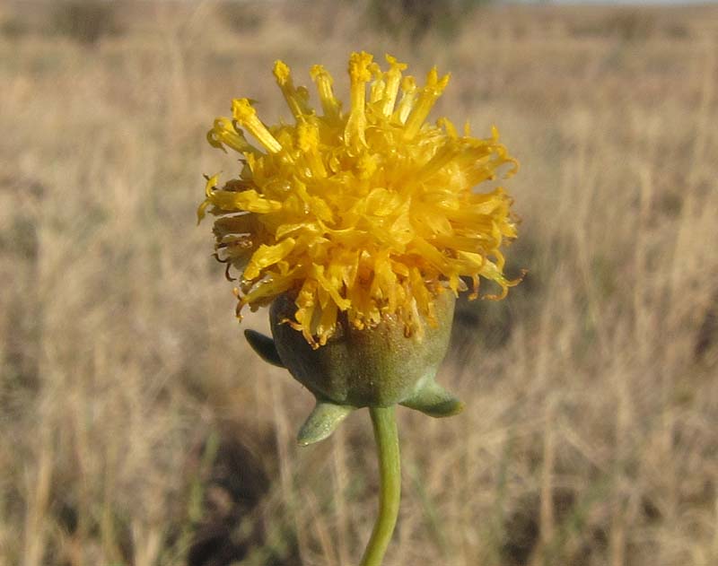 Birdernaturalist: Four Days with Three Women in Arizona