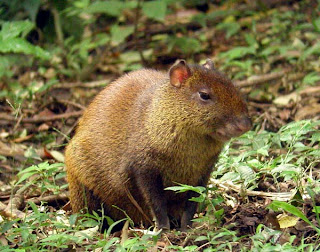 Birdernaturalist: Viscachas to Spiny Rats – A Caviomorph Showcase