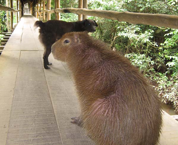 Birdernaturalist: Viscachas to Spiny Rats – A Caviomorph Showcase