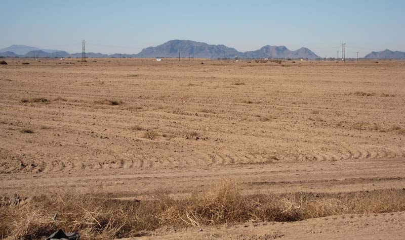 Birdernaturalist: Dirt Fields, Mountain Plovers, and a Rufous-backed Robin