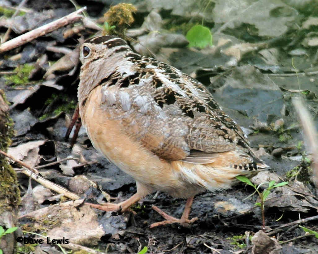 Birds from Behind : 04/01/2010 - 05/01/2010