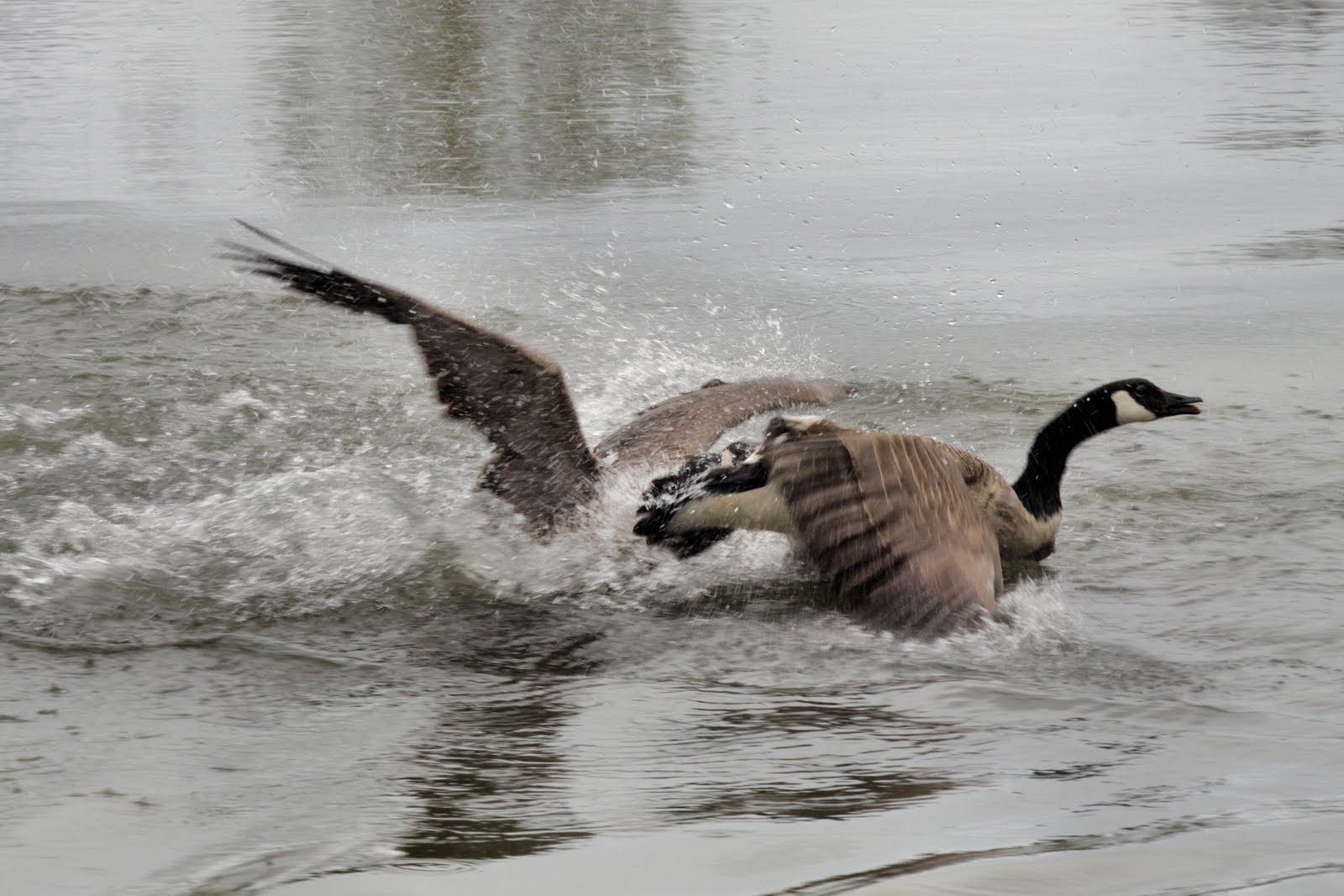 Birds from Behind : Where the term "GOOSED" originated...