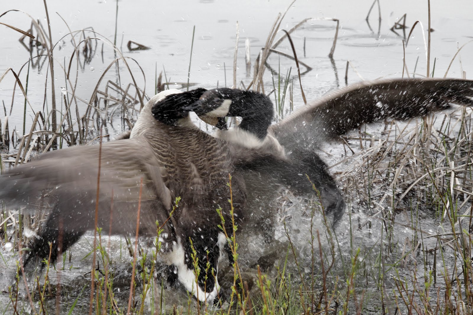 Birds from Behind : Where the term "GOOSED" originated...