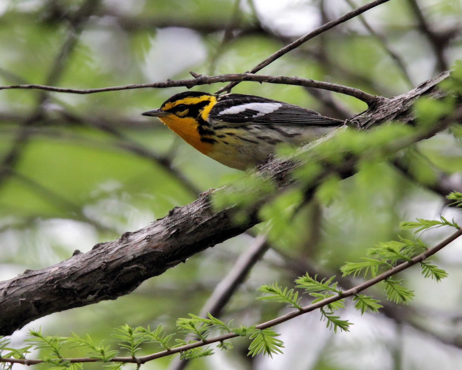 Birds from Behind : The May-hem Begins!