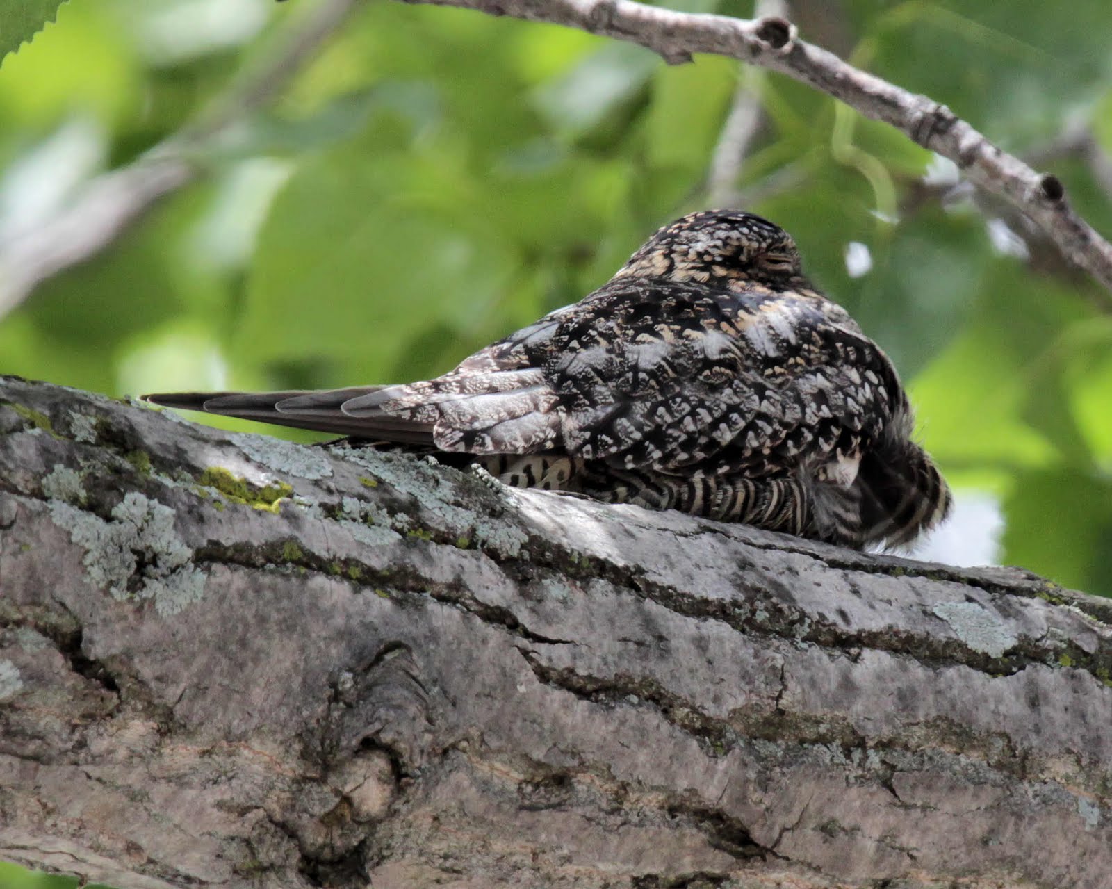Birds from Behind : The Birdiest Week in American Birding!