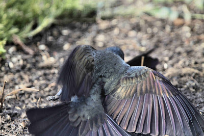 Birds from Behind : 15 March 2009