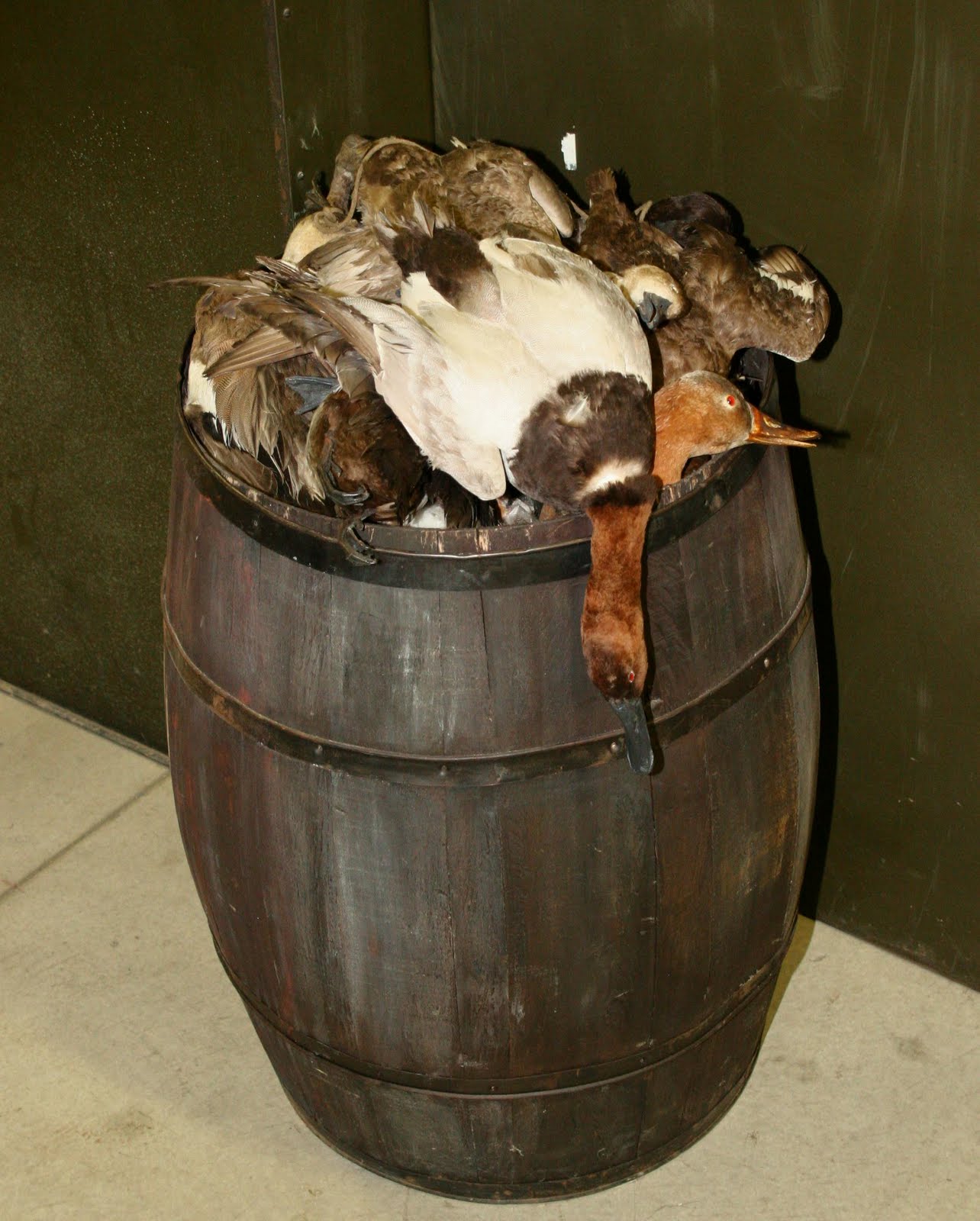 Birds from Behind : Birding with BP...