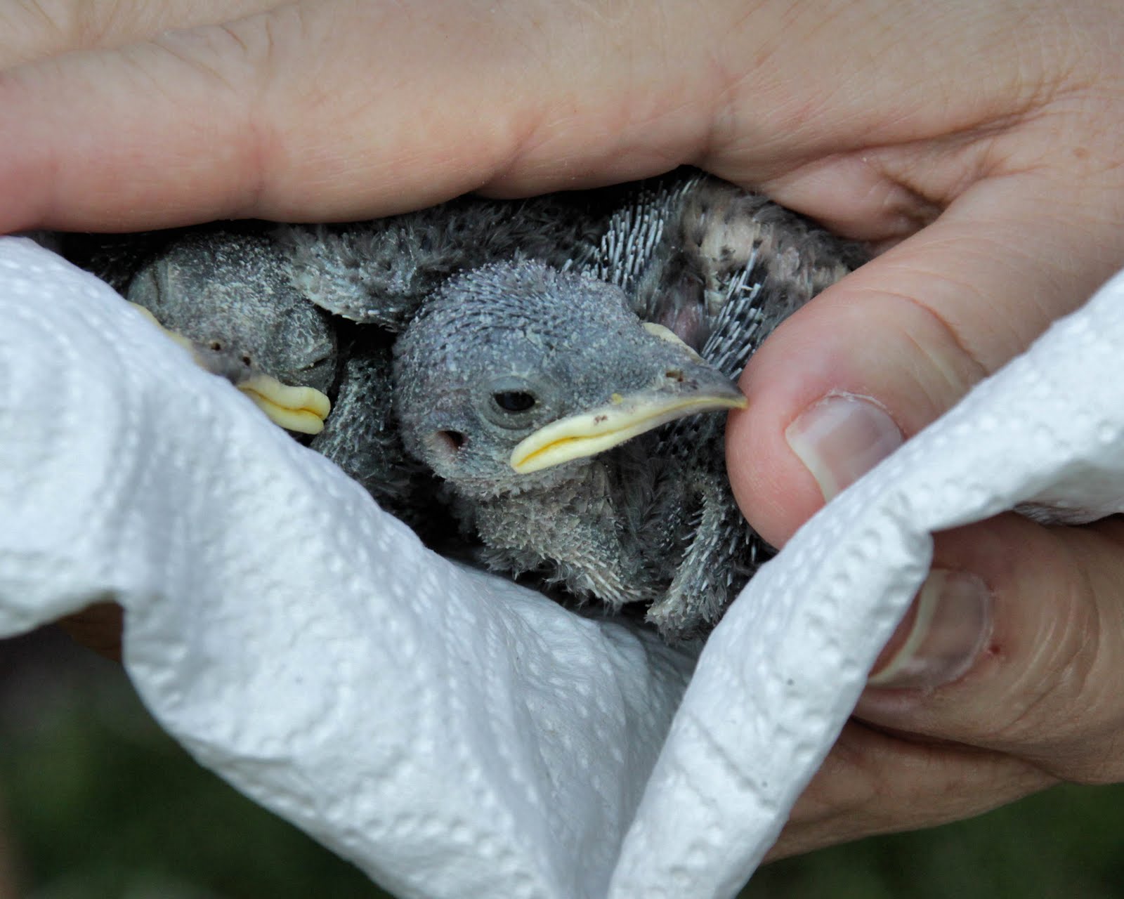 Birds from Behind : Purple Martins Majesty...