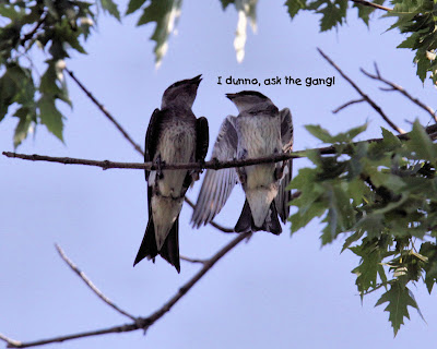 Birds from Behind : 01 August 2010