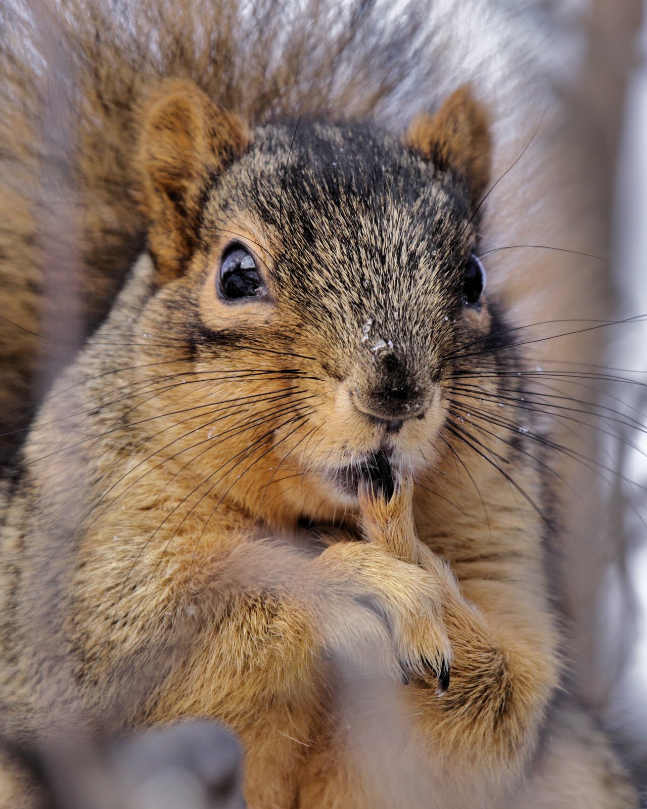 Birds from Behind : Doodle-oo in Too-lee-doo!