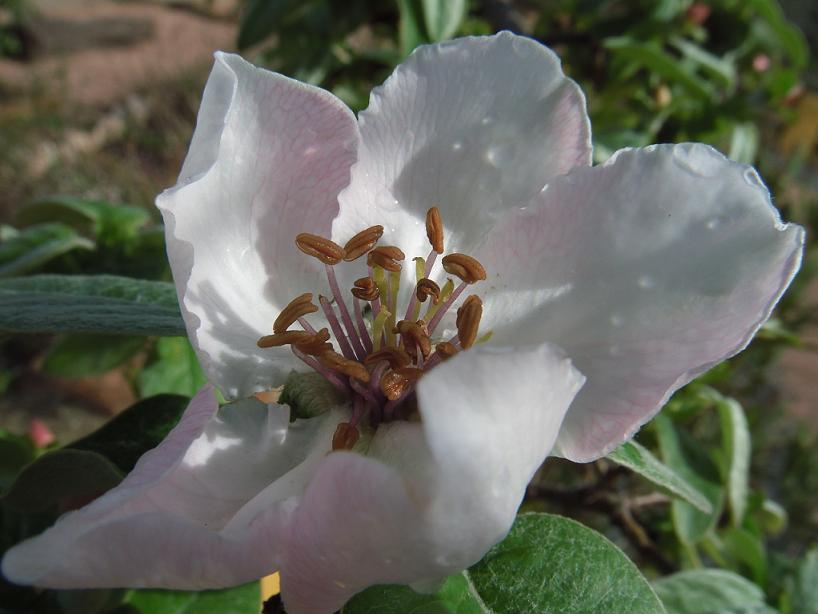 la Sierra de Córdoba en Cabriñana: flor de membrillo: tentación en el ...