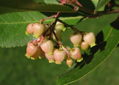 la Sierra de Córdoba en Cabriñana: madroño: flor y fruto
