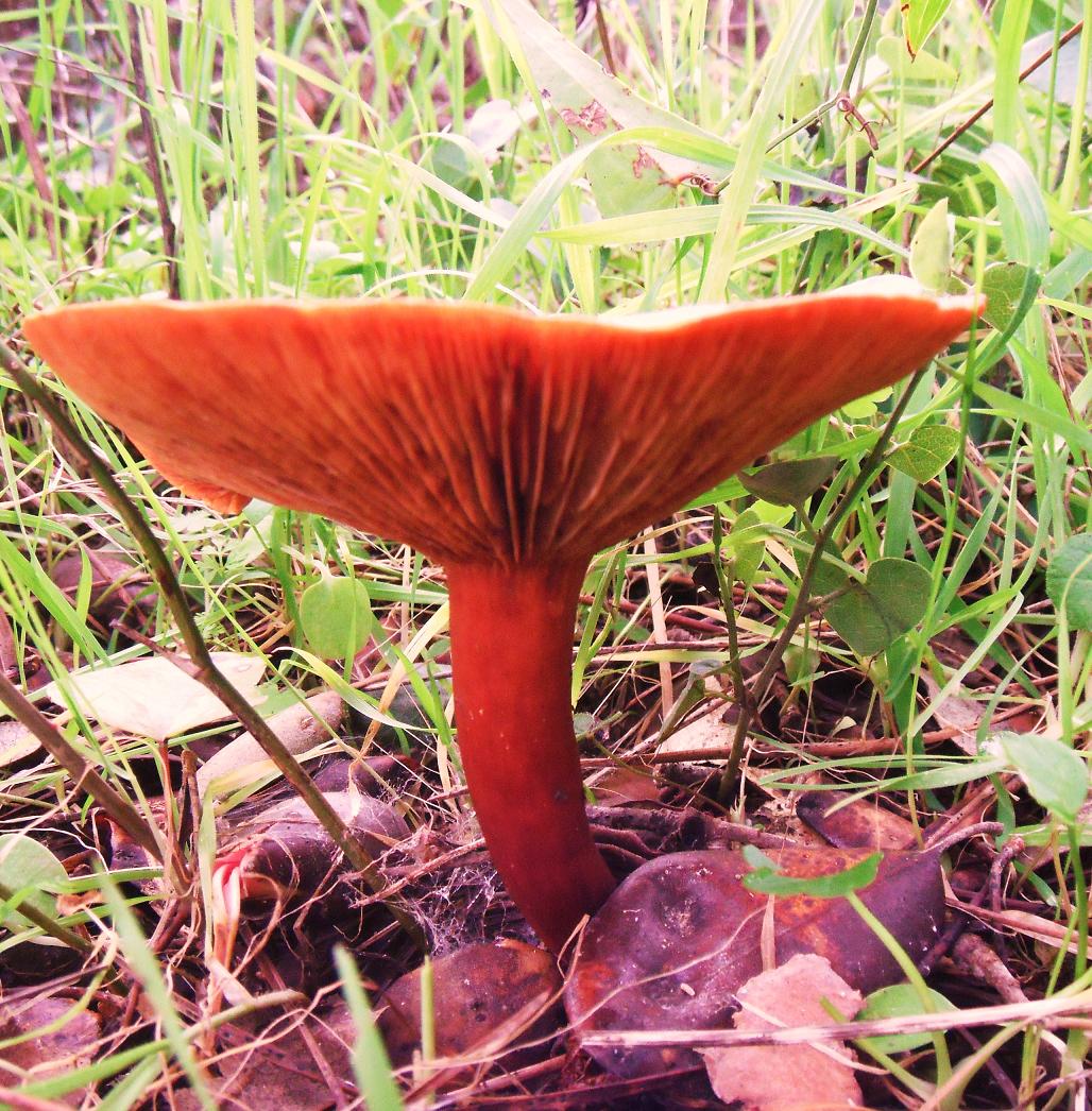 la Sierra de Córdoba en Cabriñana: alucinar en colores