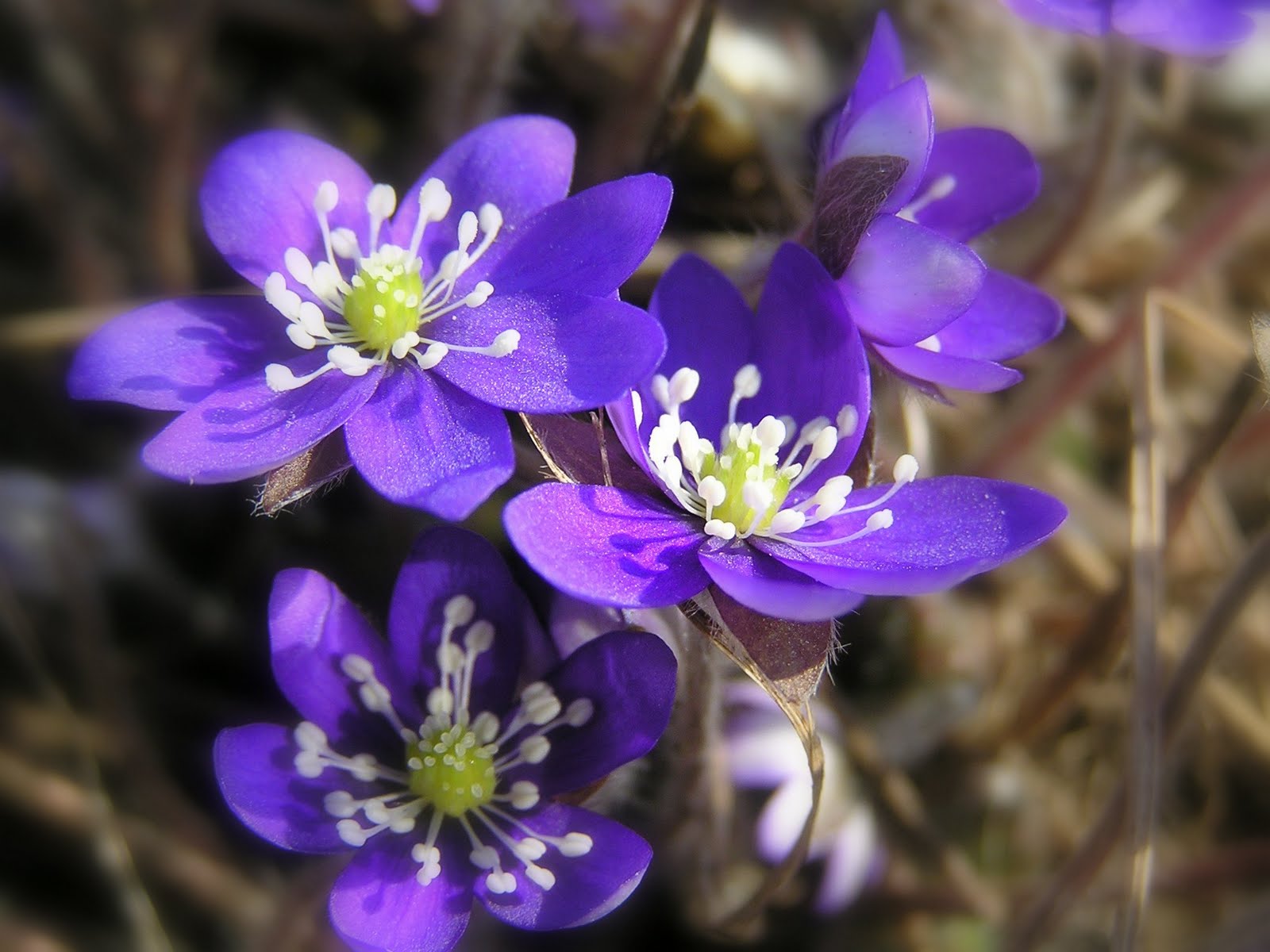 Päikesejänkud: Sinililled