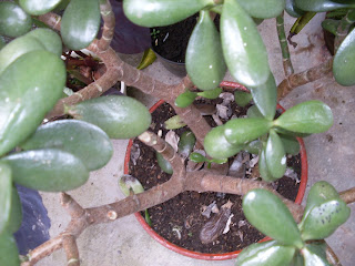 plantas de tradicion cultural tamesis: ARBOL DE PAN