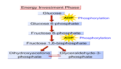 BIOLOGY: Glycolysis