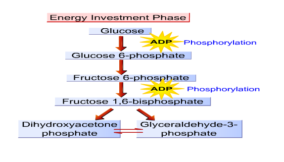BIOLOGY: Glycolysis