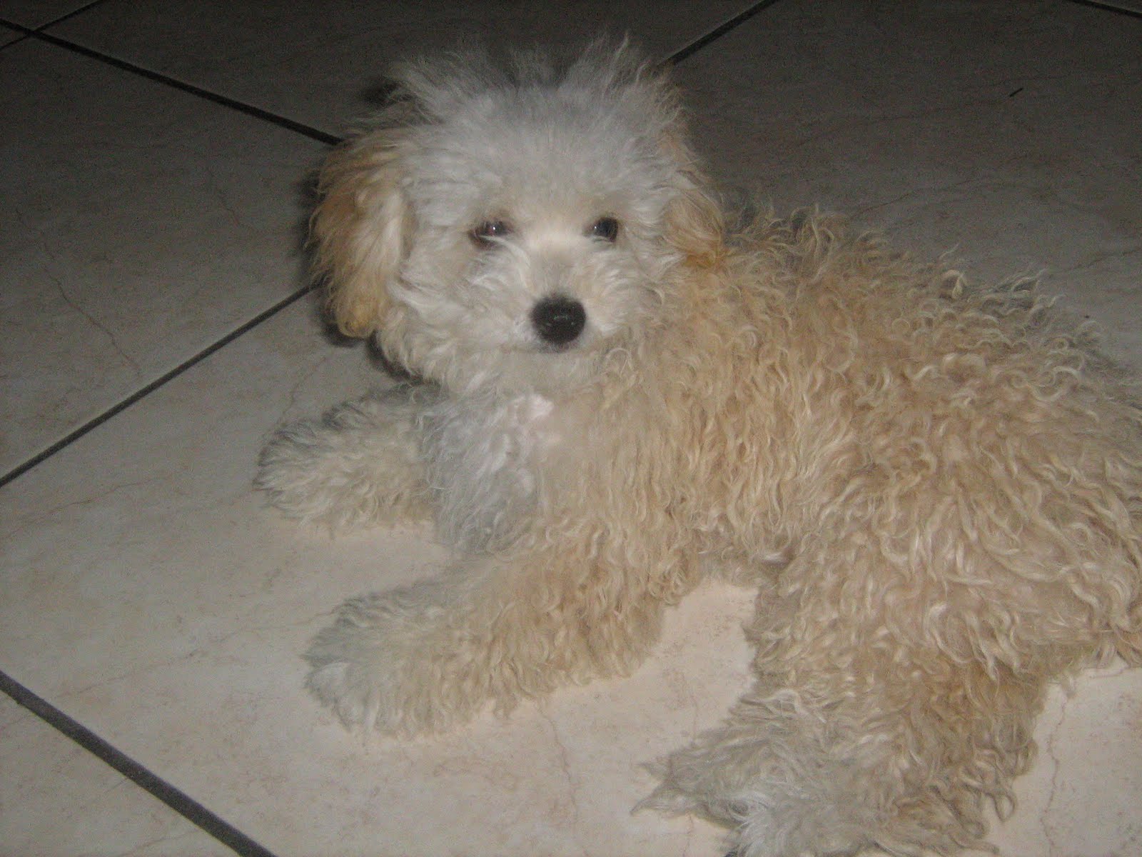 Perro french - Imagui