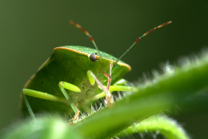 TERRA VIVA: PERCEVEJO - VERDE