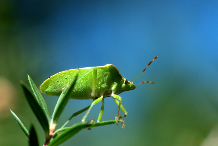 TERRA VIVA: PERCEVEJO - VERDE