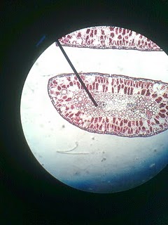 it's My Life: Praktikum anatomi Pada Daun