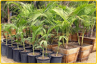 Gregory Palm Farms : The Kings Have Grown Up! Beautiful King Palms for ...