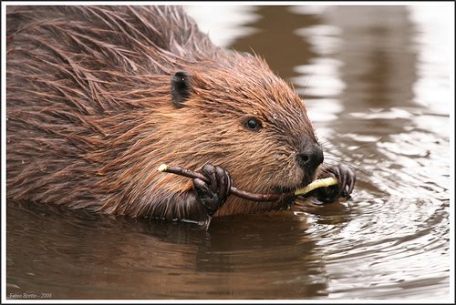 Zoo News Digest: Two new beavers for Scotland’s first wild beaver trial