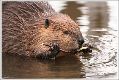 Zoo News Digest: Two new beavers for Scotland’s first wild beaver trial