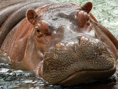 Zoo News Digest: Craig Busch Hack Attack