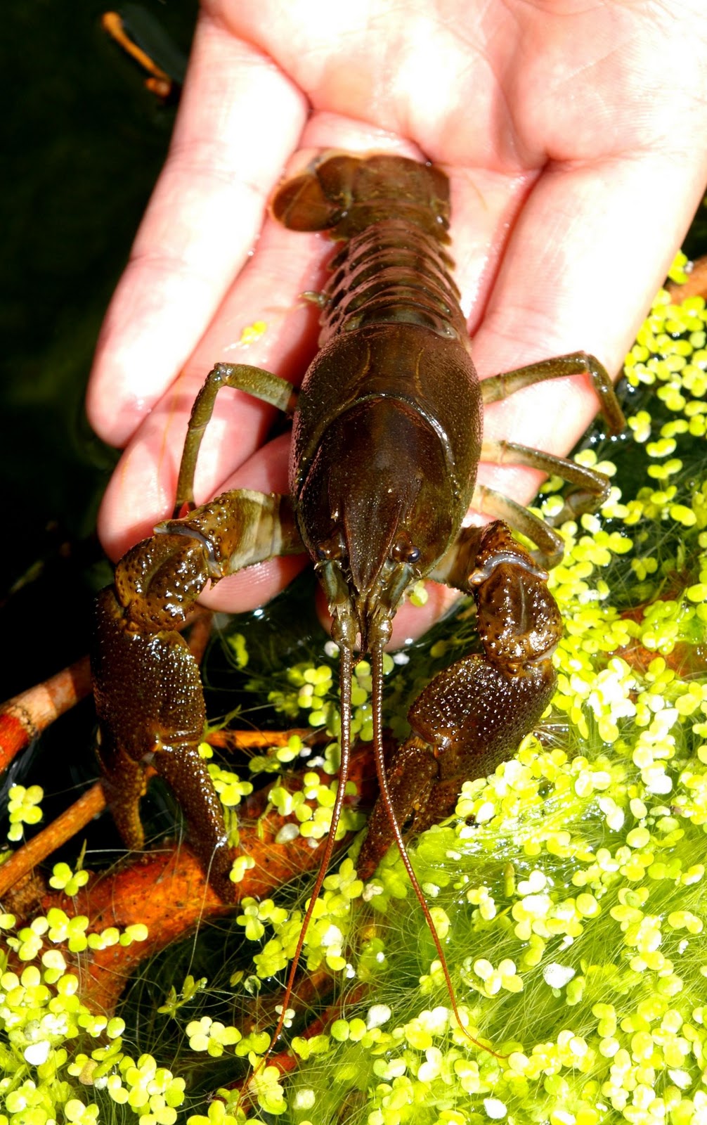 Zoo News Digest: Conservationists highlight worsening plight of UK crayfish