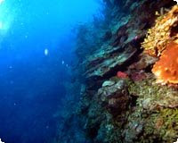 Scuba Diving Guanaja Honduras