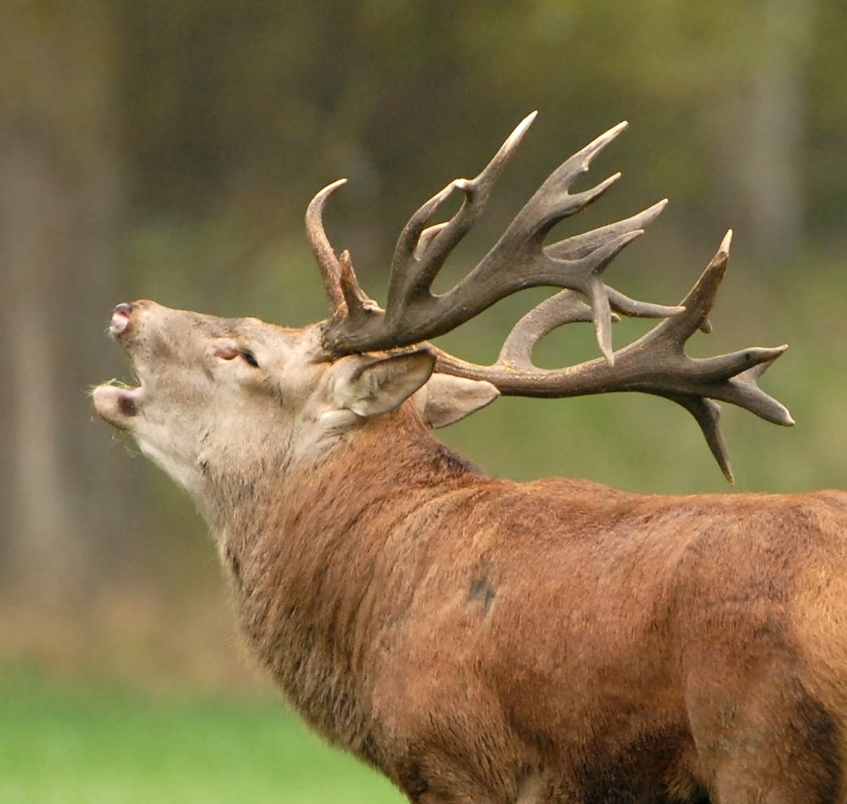 Edelherten in het Weerterbos: Excursies 2010: Edelherten in het Weerterbos