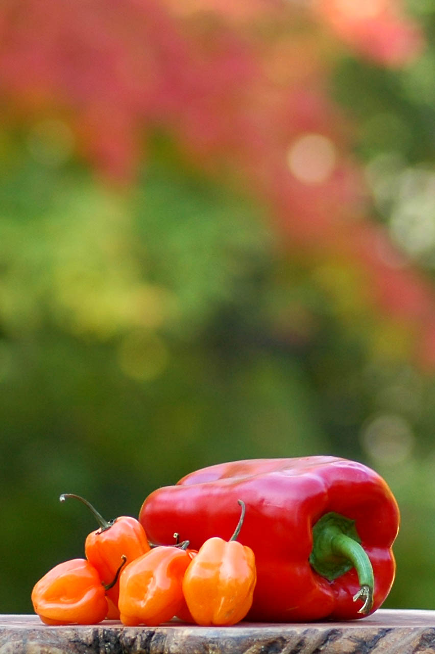 Savoring Time in the Kitchen: The Beautiful Fall Colors of Red and Gold ...