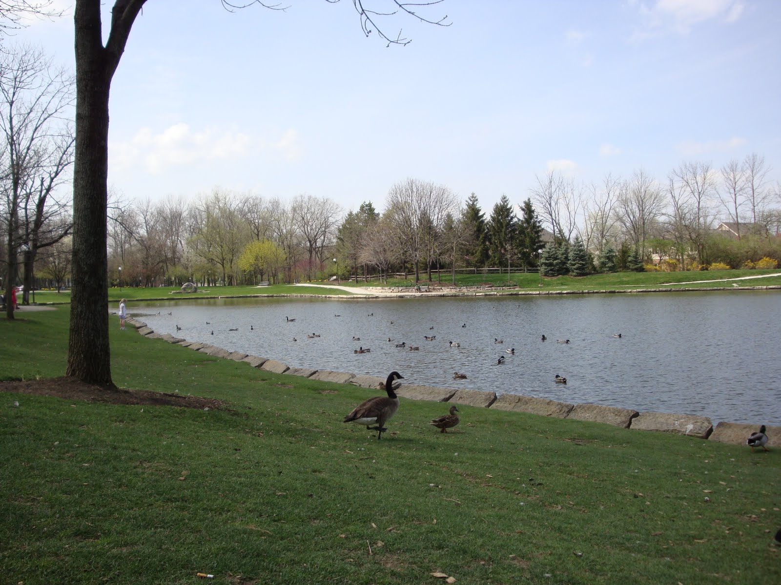 Lincoln Park Commons Pond News Kettering, Ohio: Goosing Off
