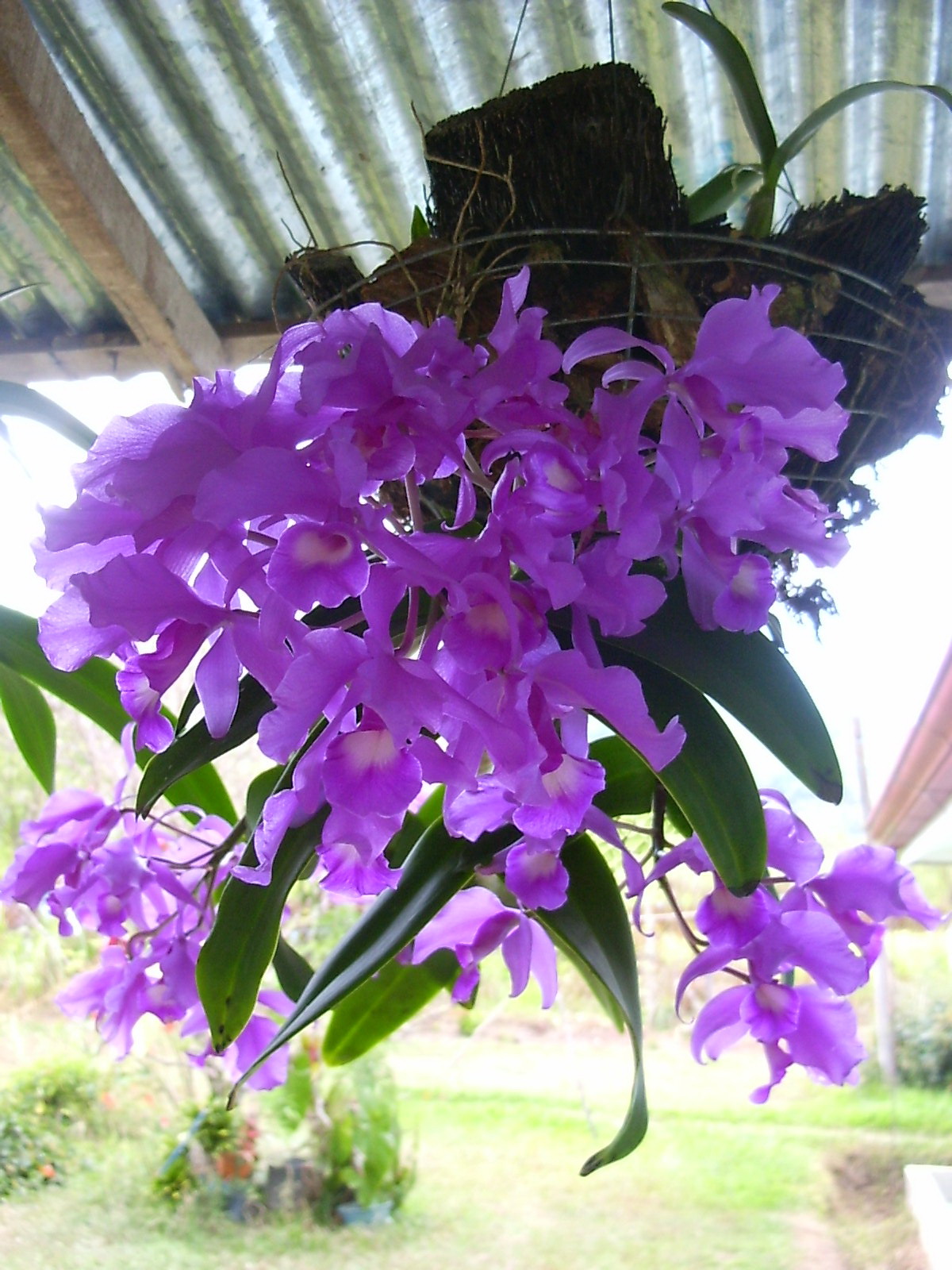 CEZARE-PURAVIDA: GUARIA MORADA