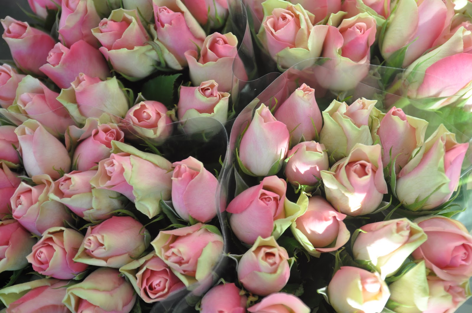 Floriss Svelvik: Ukens tilbud: 20 vakre roser 99,-