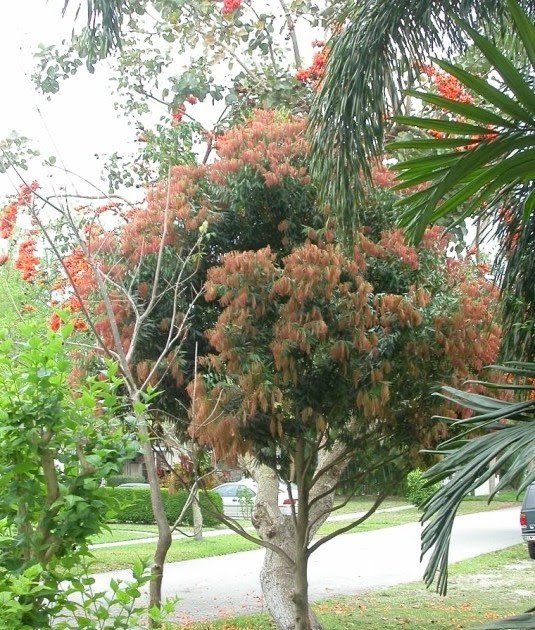 ethnobotany: Mesua ferrea L.