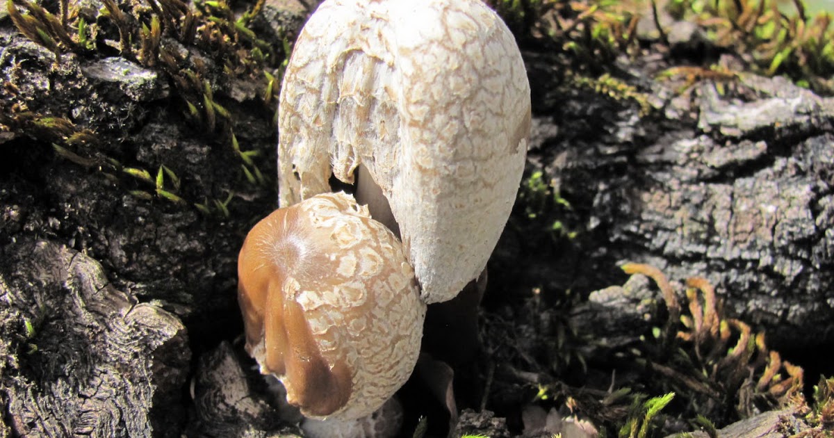 Guía de Setas y Hongos de Navarra.: Coprinopsis strossmayeri (Schulzer ...