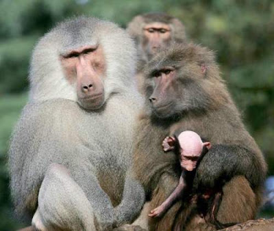 Nice WoW Pics: Funny Bald Monkey
