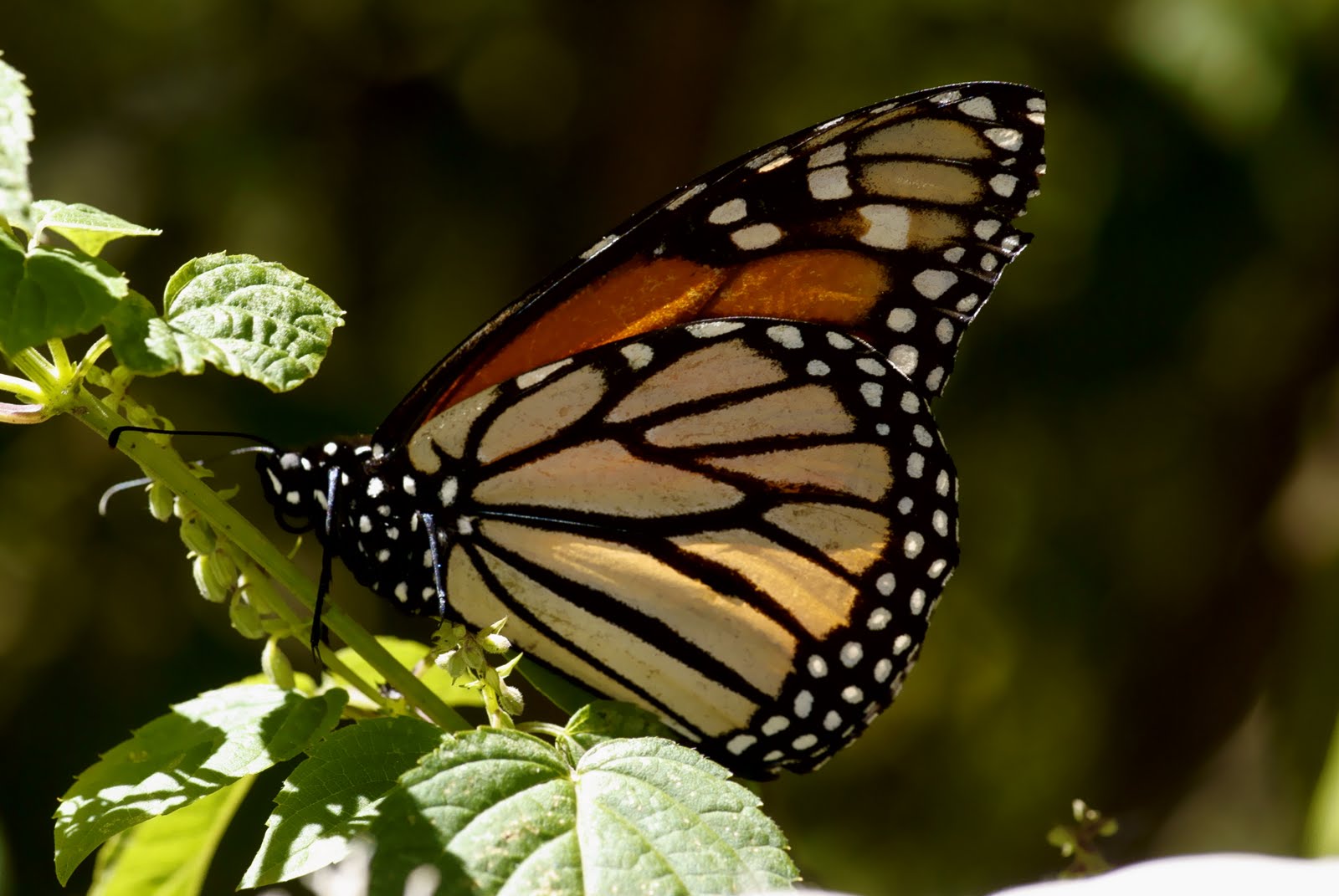 josebrenerartefotografico: MARIPOSA MONARCA