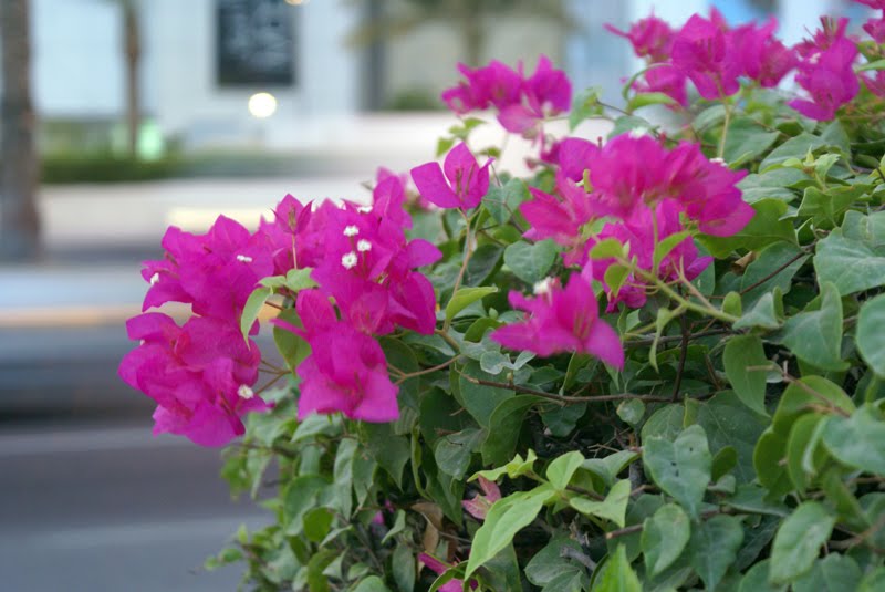 ShoaibPhotography: NATURE: BAHRAINI FLORA