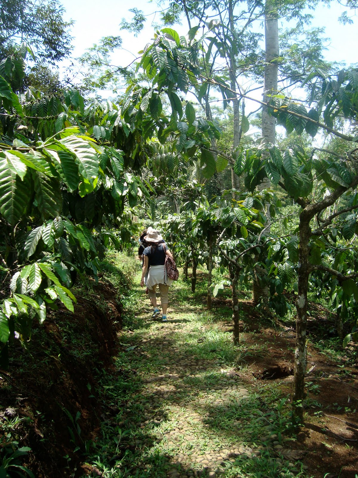 Perkebunan Kopi Losari ~ LENSA WISATA DAN BUDAYA