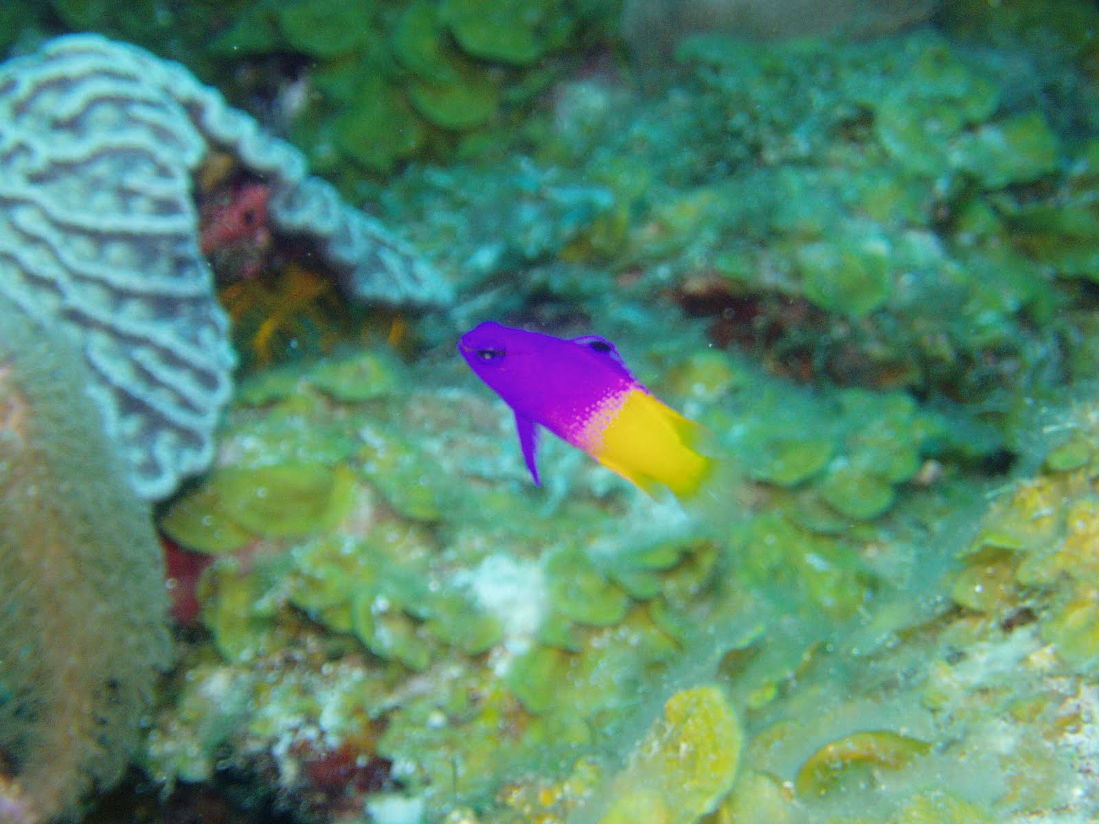 Mis Peces de Colores: mayo 2010