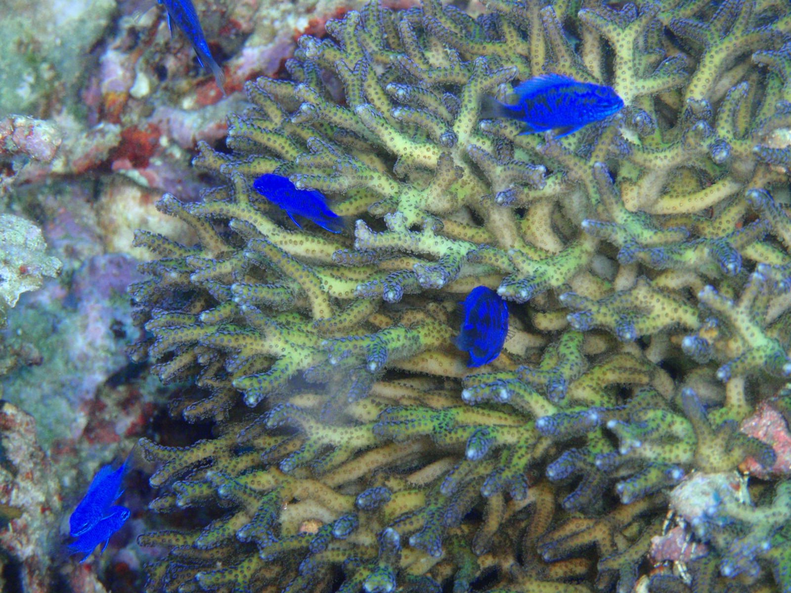 Mis Peces de Colores