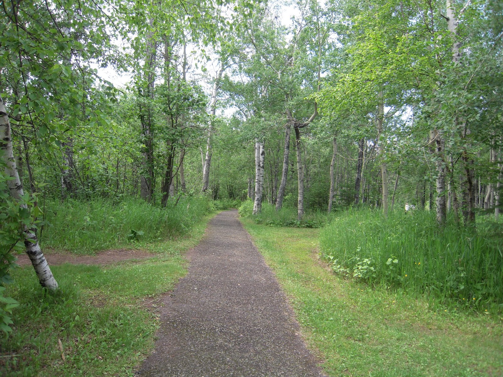 The Cambium Level...