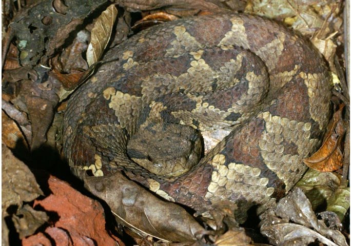 Hadas, Tigres y Lirios Negros: TIMBO (Atropoides nummifer)