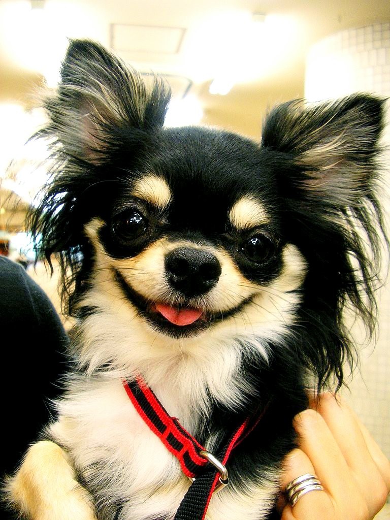 ชิวาวา (ชิฮัวฮัว) (Chihuahua) ~ DoDe - Dog