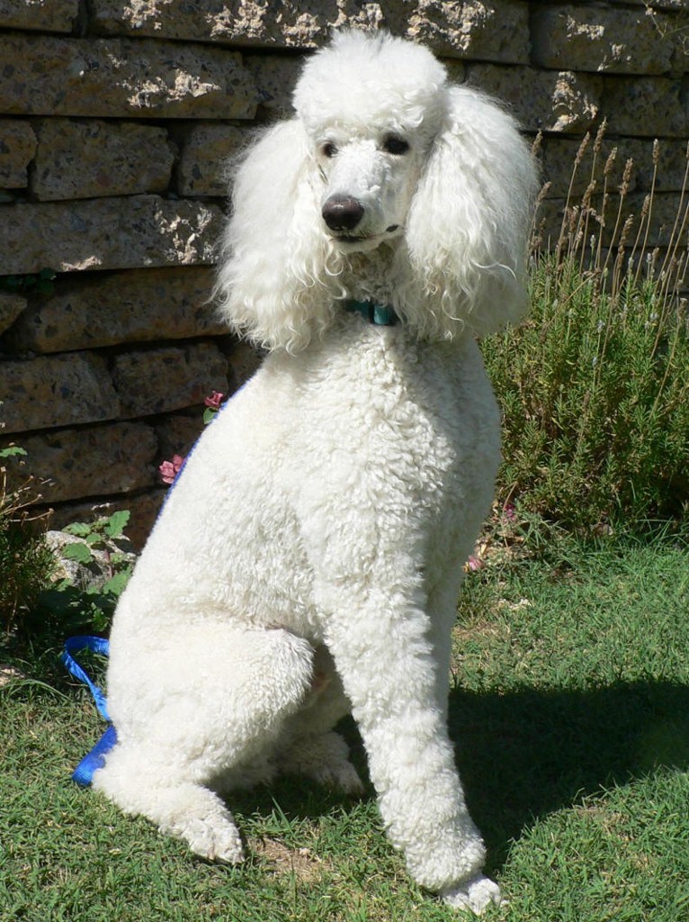 พูเดิ้ล (Poodle) ~ DoDe - Dog