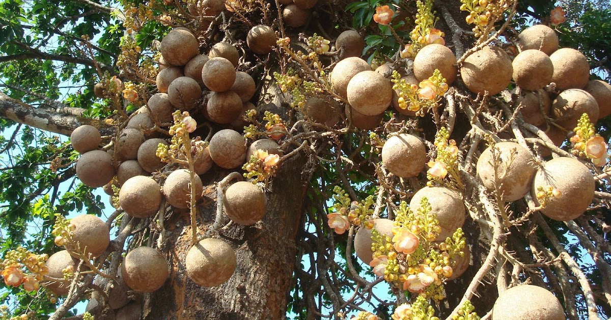 My Photo Blog: Naga Linga tree and its flower